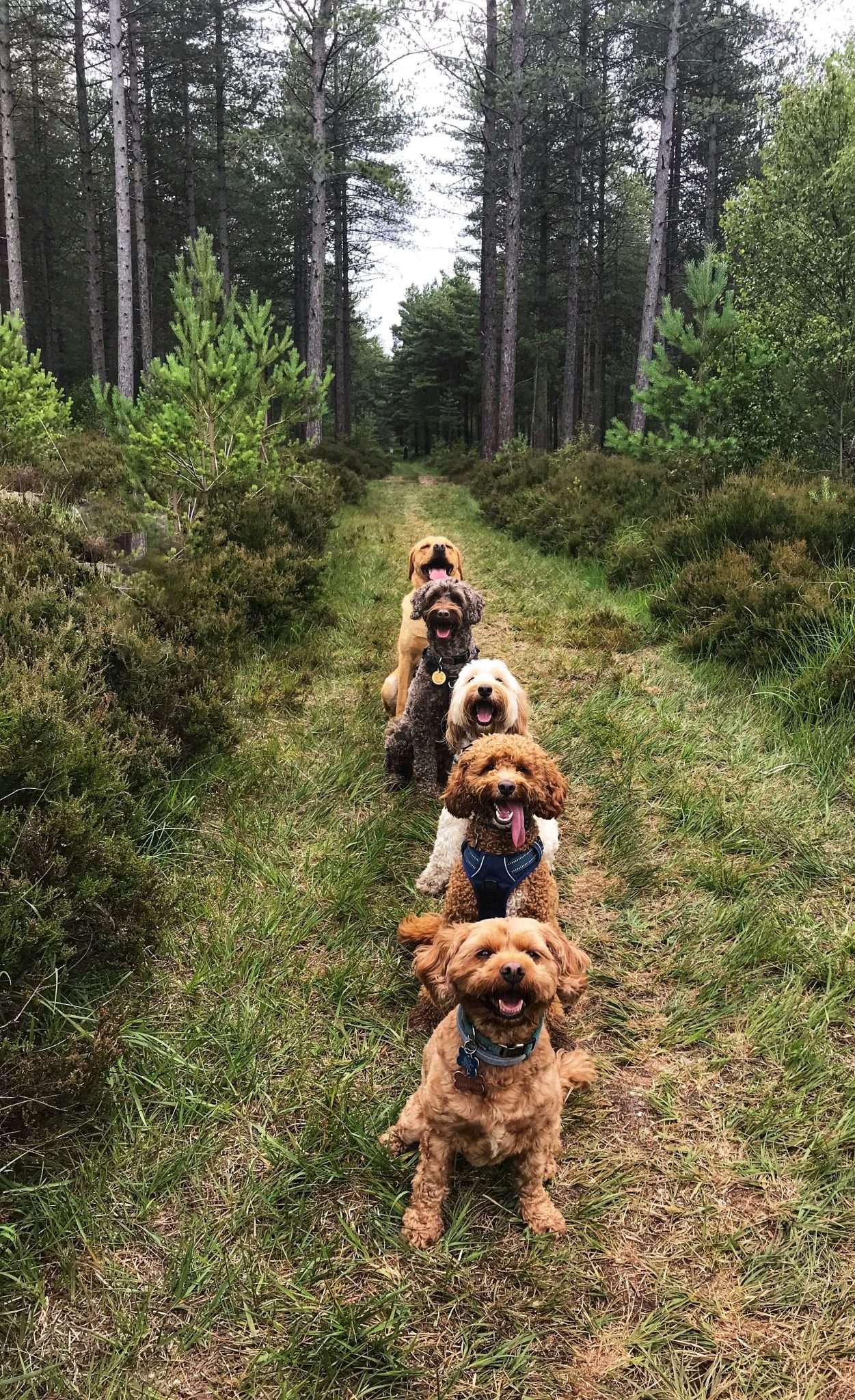 Perfectly Behaved Dogs! - Ringwood Dogs