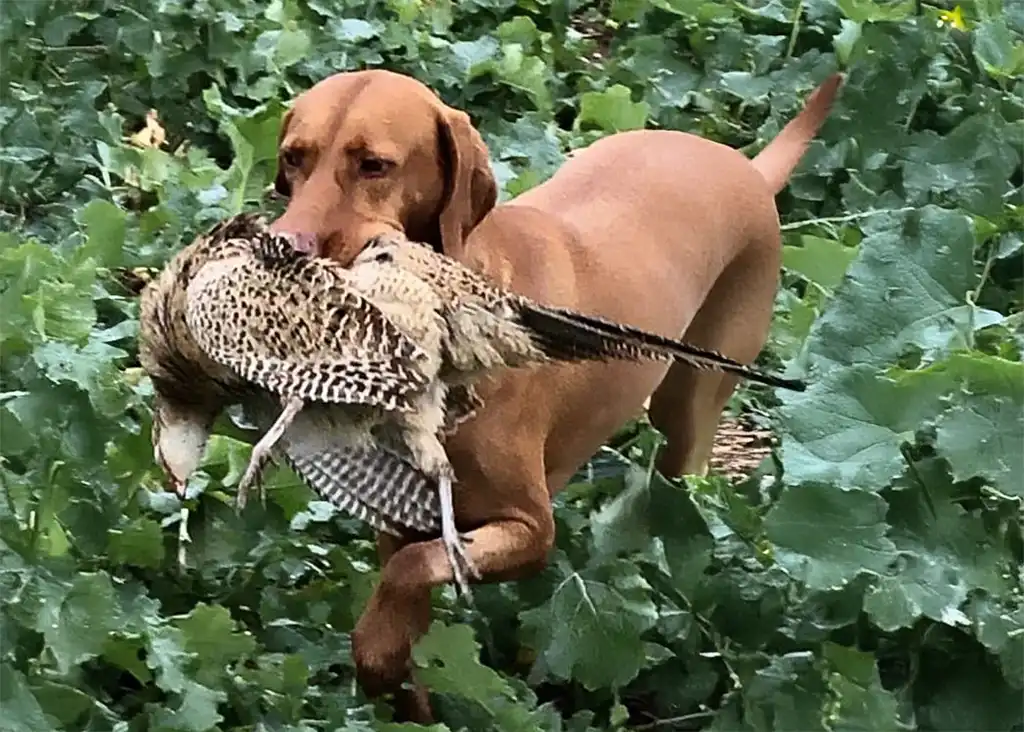 Working Dogs as Pets - Ringwood Dogs